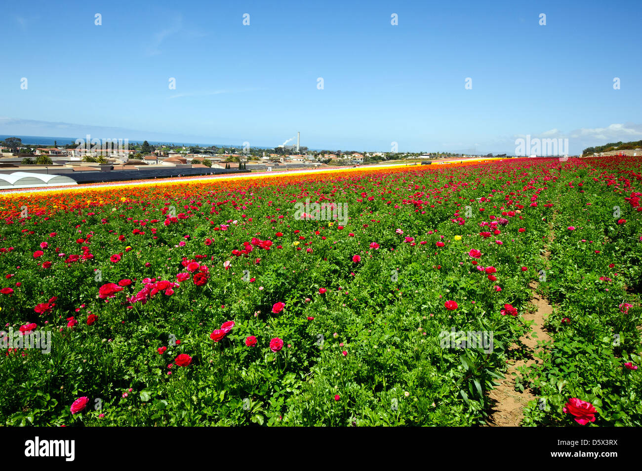 Ranunculus fields blooming in Carlsbad, California Stock Photo - Alamy