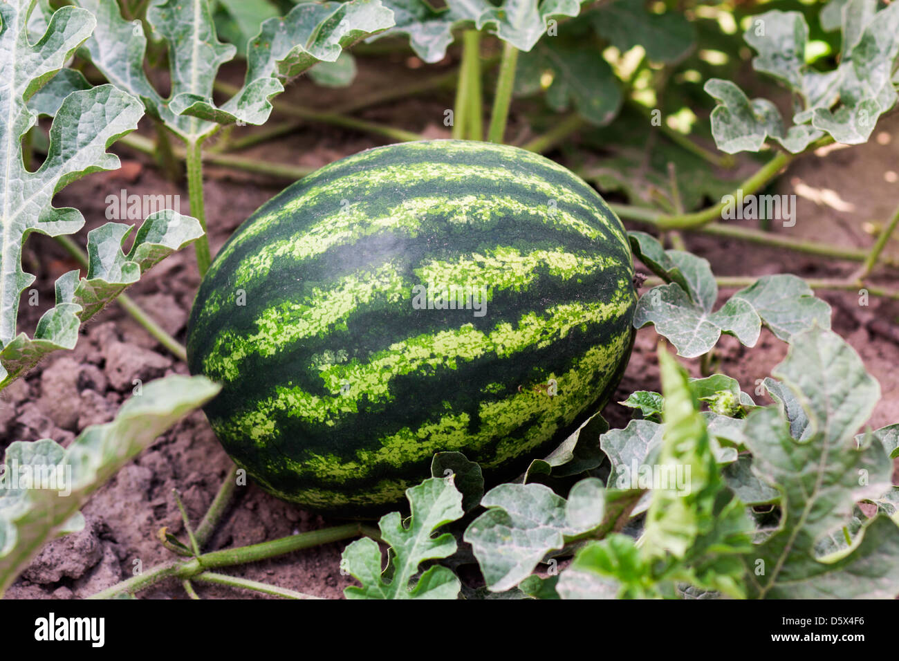 Watermelons blossom hi-res stock photography and images - Alamy