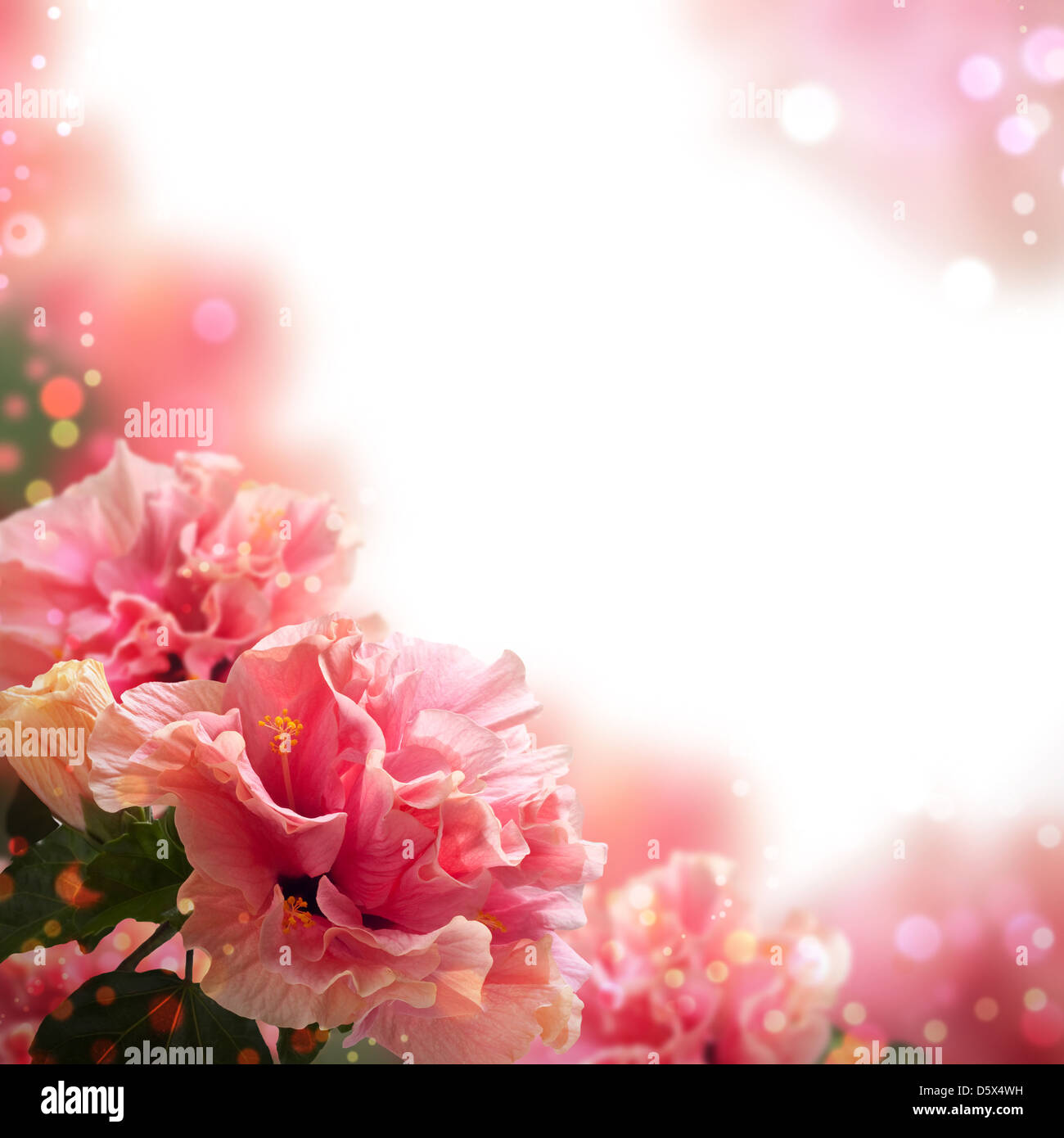 Nice background with hibiscus flowers Stock Photo - Alamy