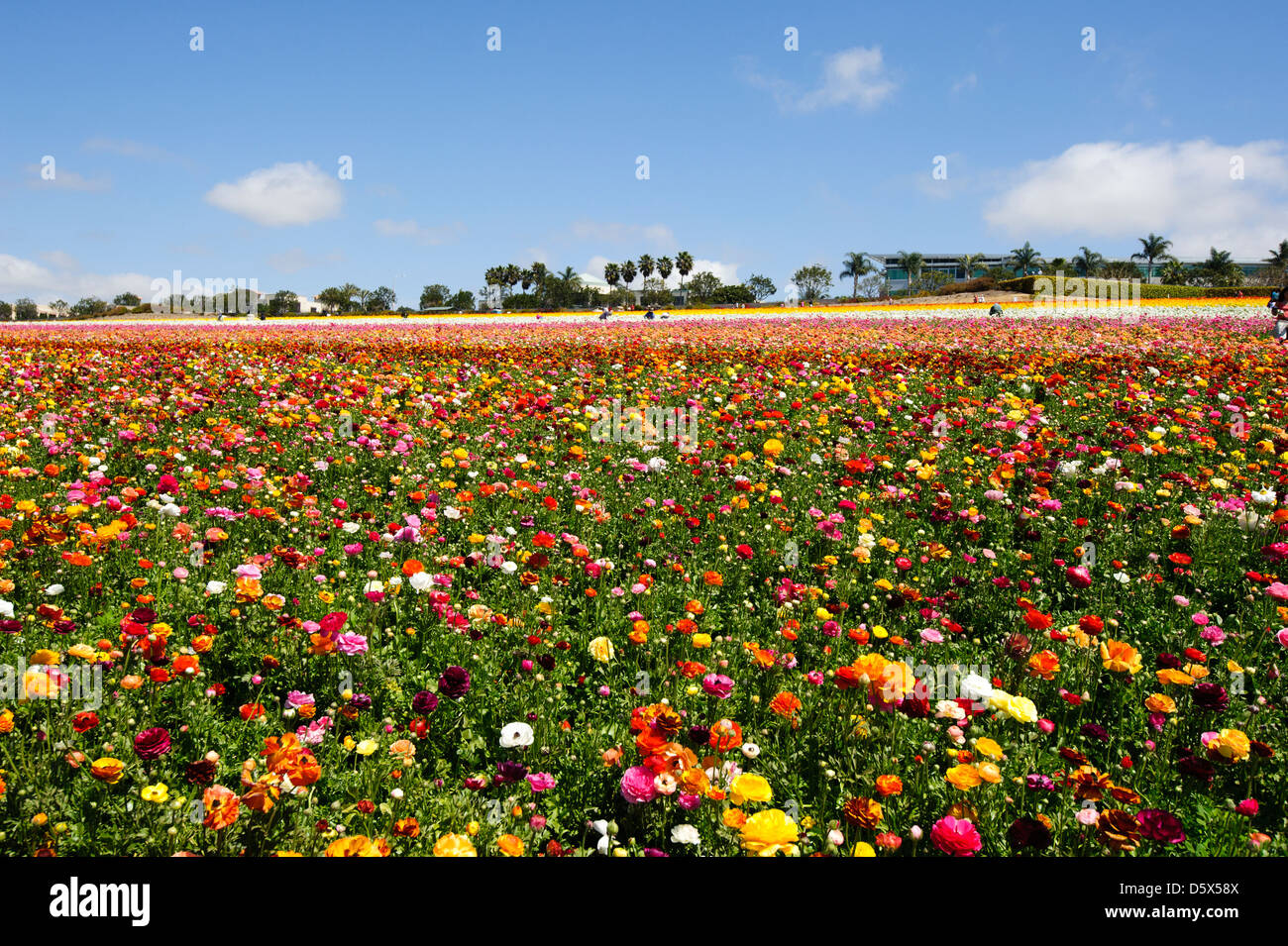 How to grow ranunculus hi-res stock photography and images - Alamy