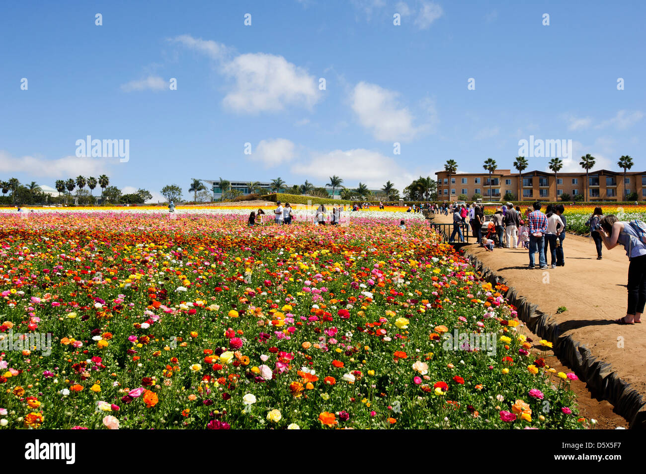 Flower field carlsbad hi-res stock photography and images - Alamy