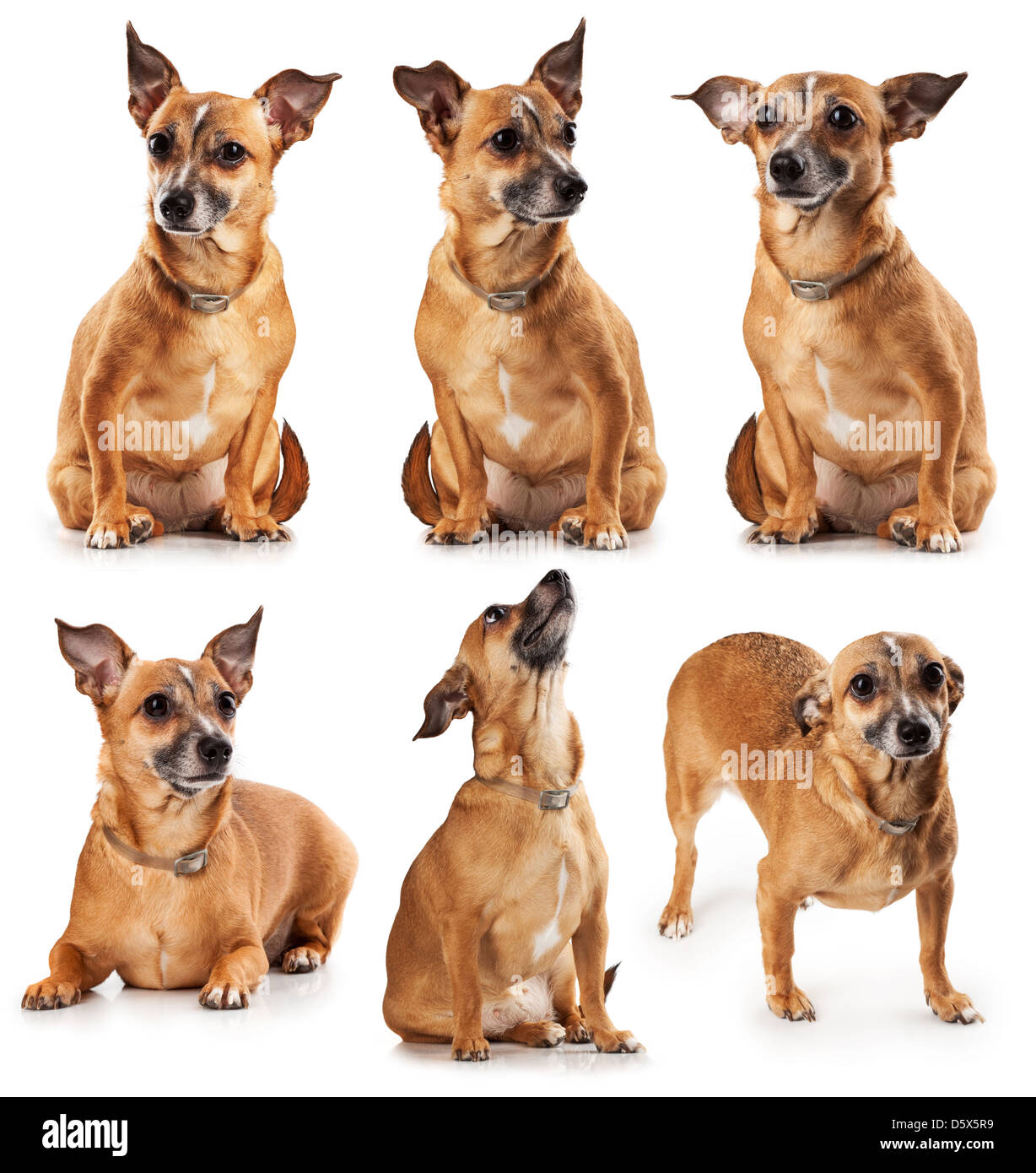 Set Russian toy terrier is a mini dogs Stock Photo - Alamy