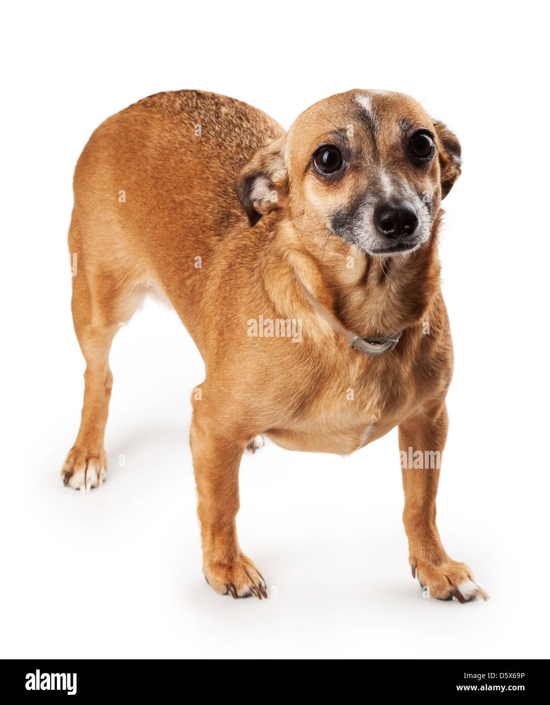 Toyterrier hi-res stock photography and images - Alamy