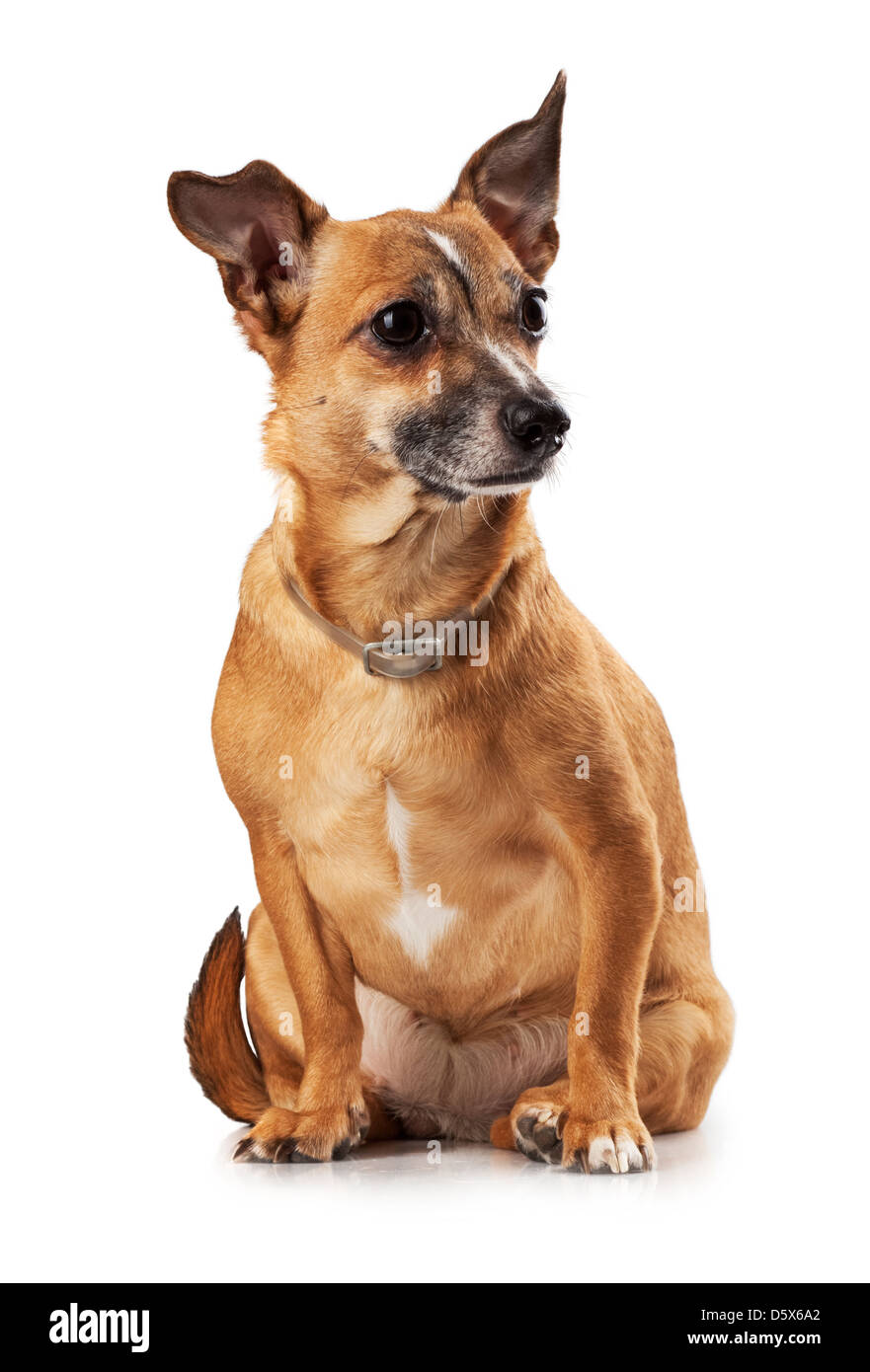 Russian toy terrier mini dog hi-res stock photography and images - Alamy