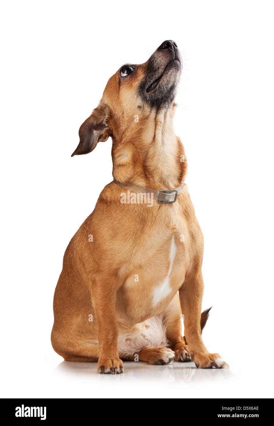 Russian toy terrier hi-res stock photography and images - Alamy
