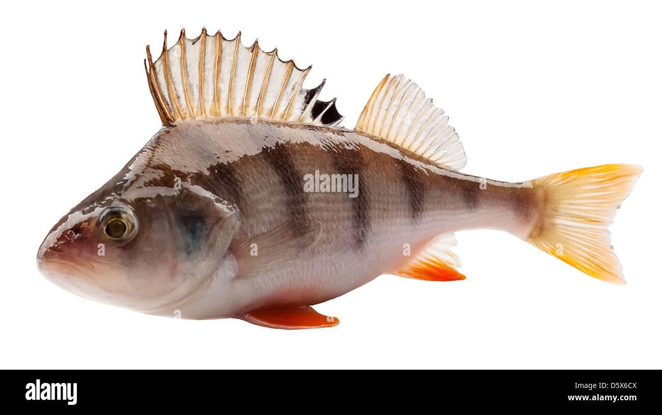 perch isolated on white background Stock Photo - Alamy