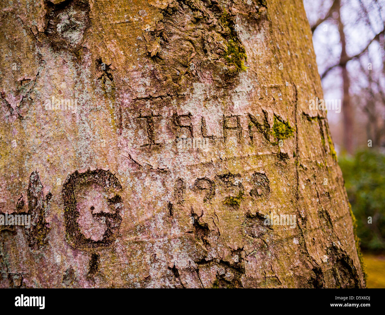 Carving in mature beech tree. Carving reads "Island 1958 Stock Photo ...