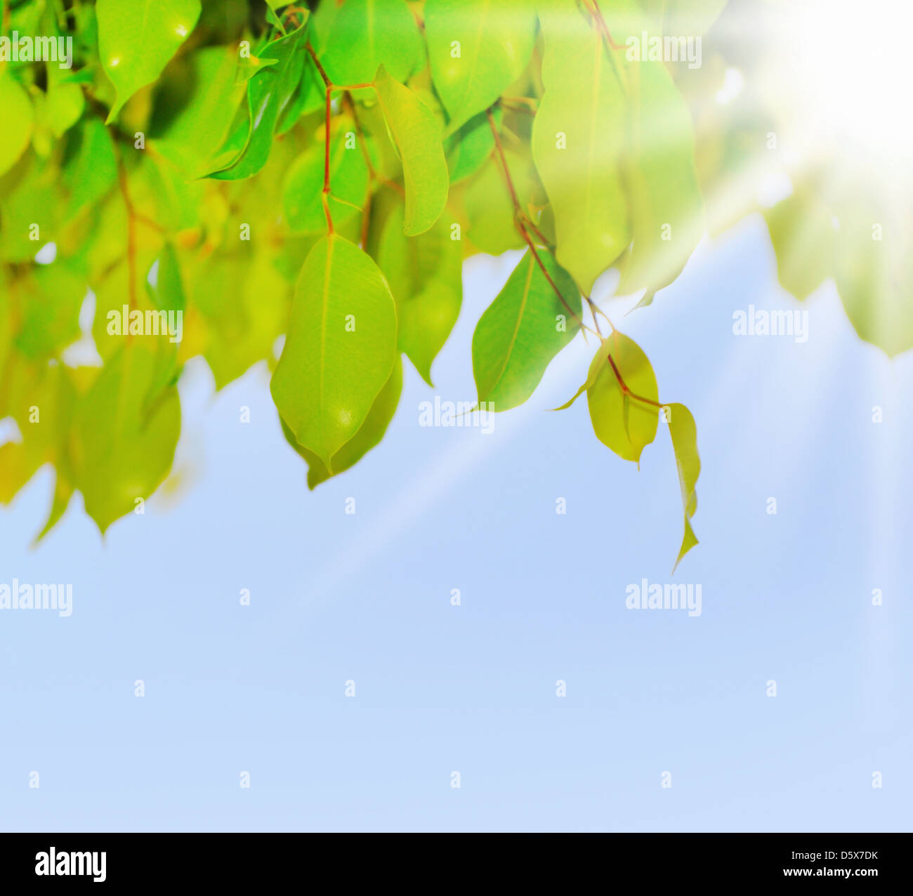 Green leaf on a tree Stock Photo - Alamy