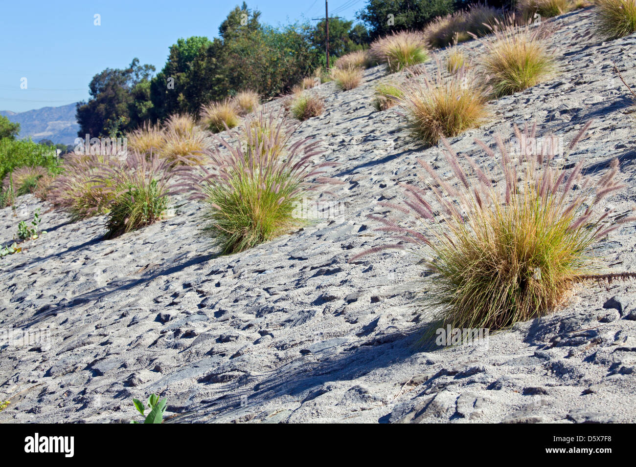 Plants along concreted side of Los Angeles River at Glendale Narrows ...