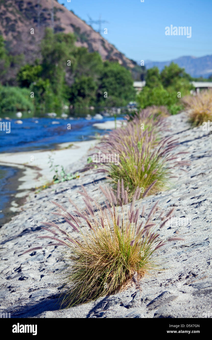Plants along concreted side of Los Angeles River at Glendale Narrows ...