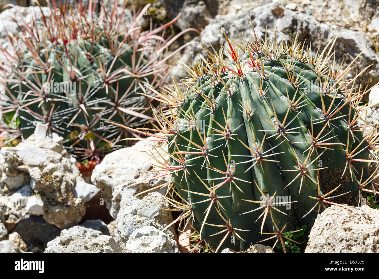 Beautiful shape green cactus plant Stock Photo - Alamy