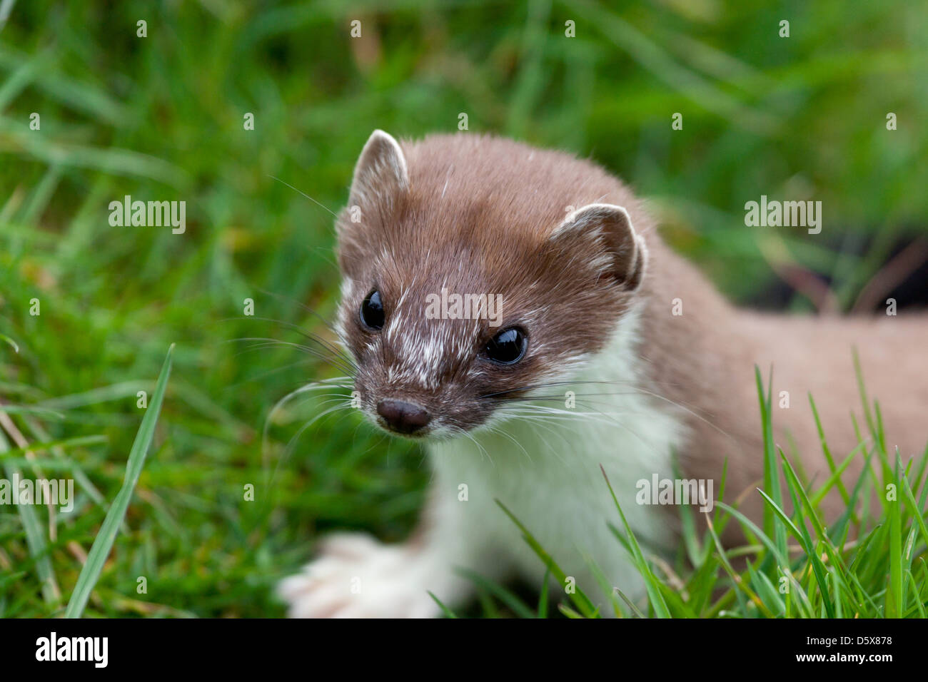 Head and part body shot of a stoat standing among grass Stock Photo - Alamy