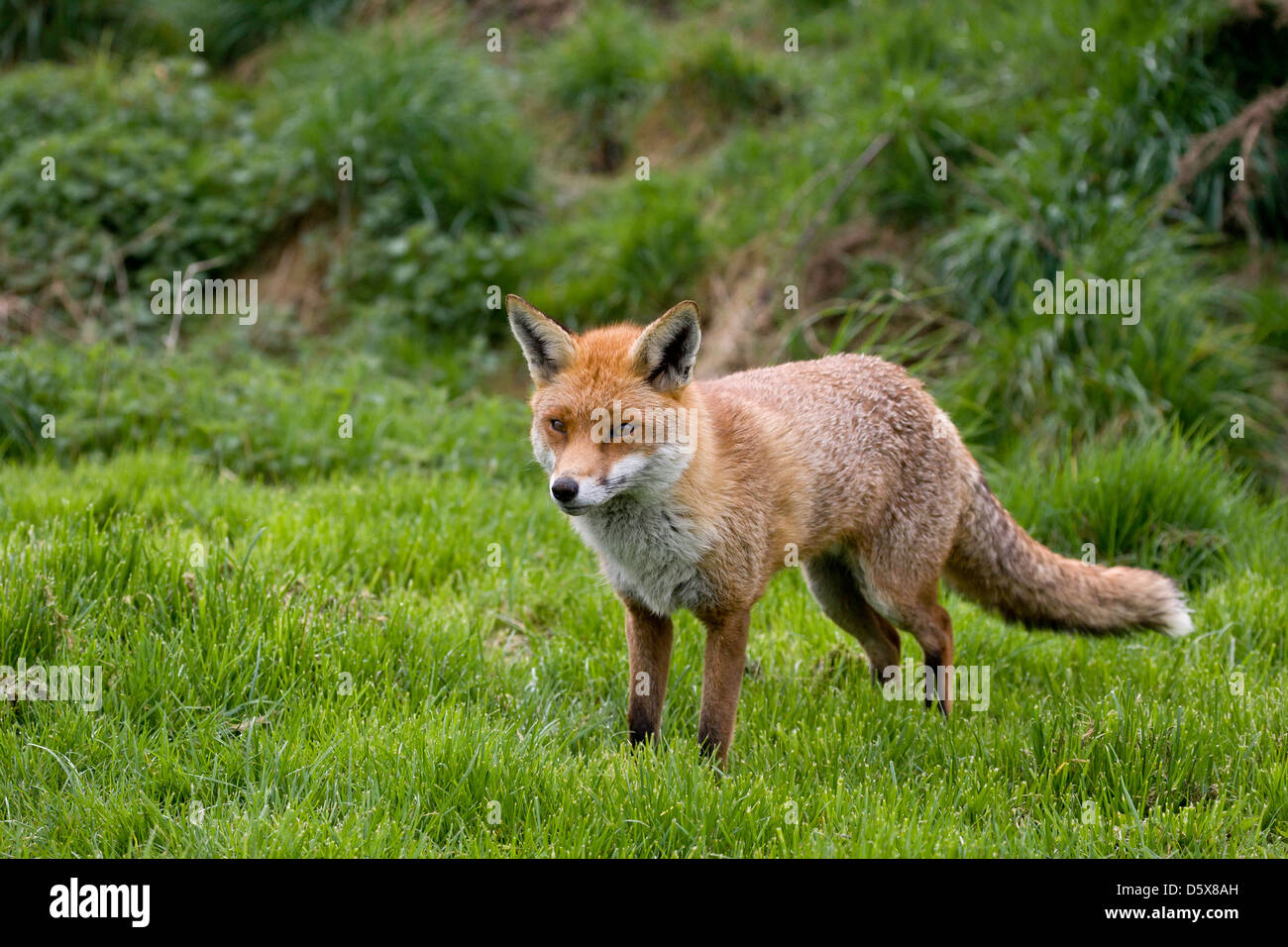 Whole body photo of an English red fox standing on grass in front of a ...