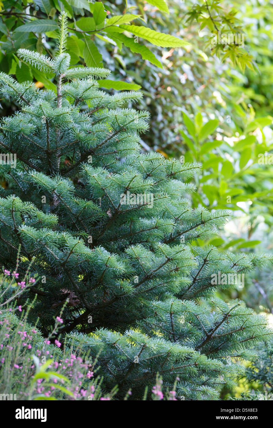 Small fluffy green fir tree in summer forest Stock Photo - Alamy