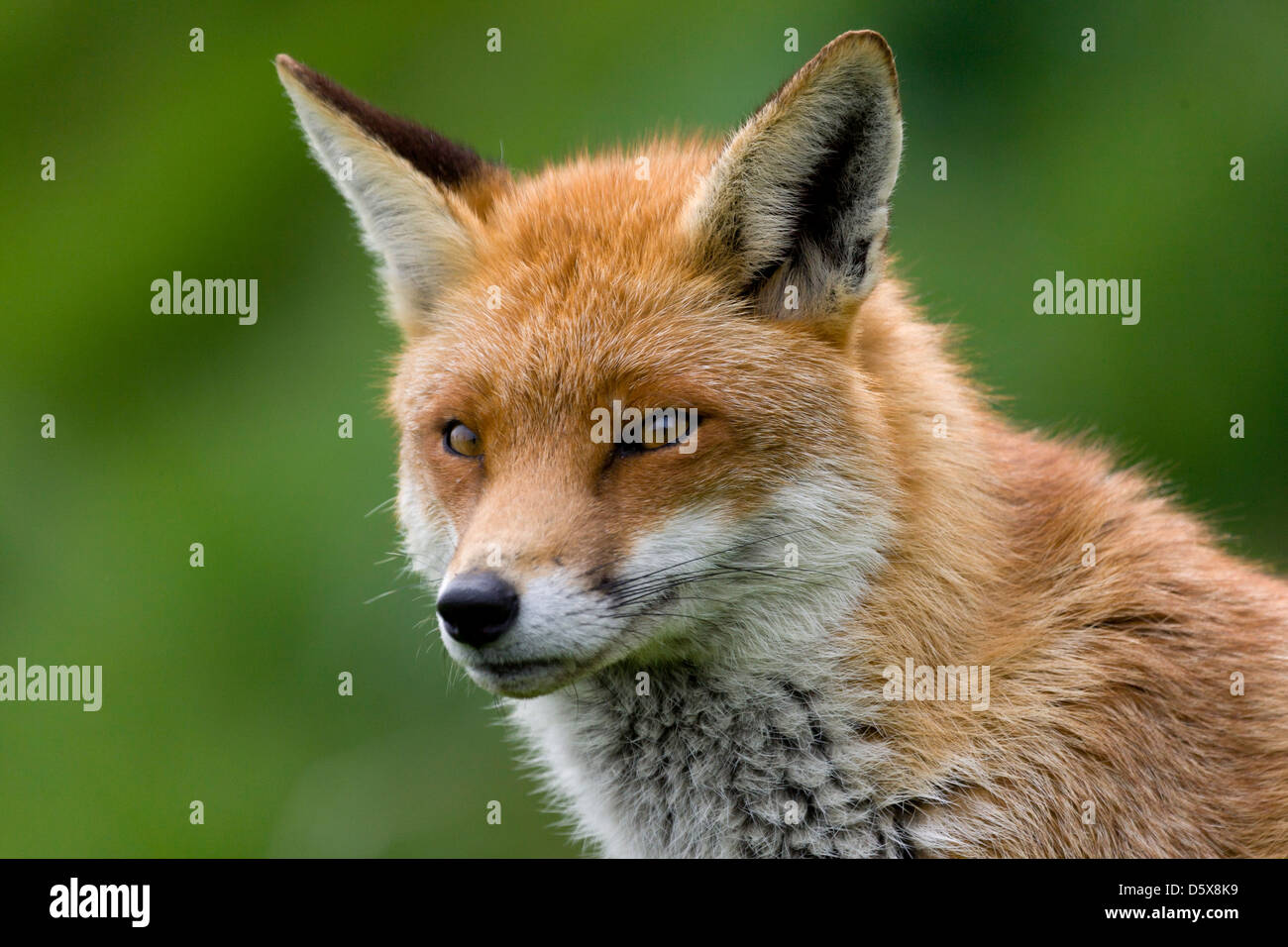 Head shot of an English red fox with a plain green background Stock ...