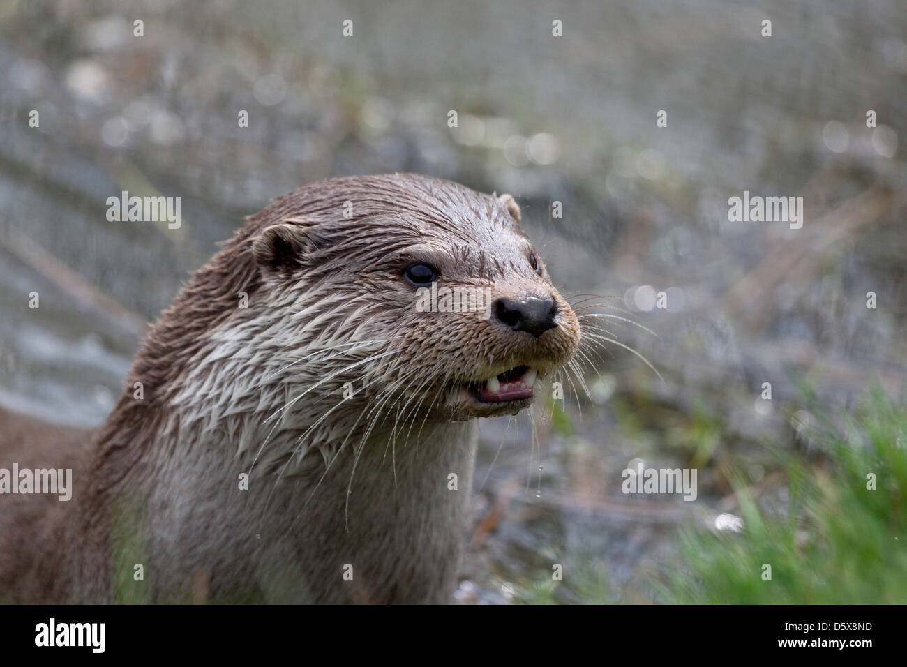 Side on head shot of an otter with its mouth slightly open showing some ...