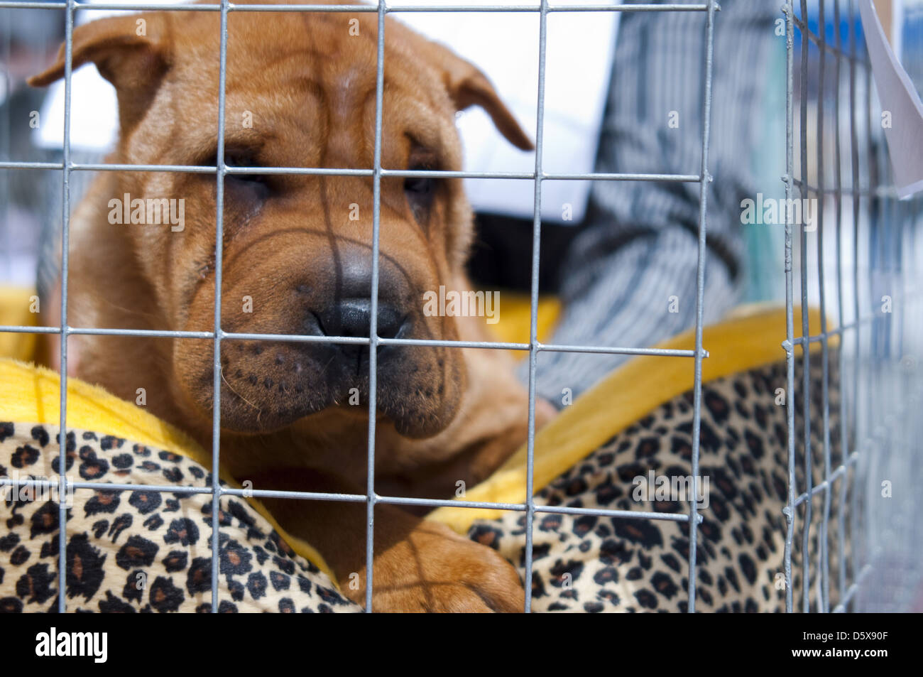 Shar pei eyes hi-res stock photography and images - Alamy