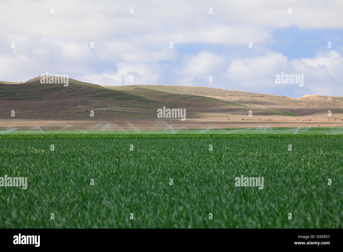 Irrigation of crops in San Joaquin Valley. Fresno County, California ...
