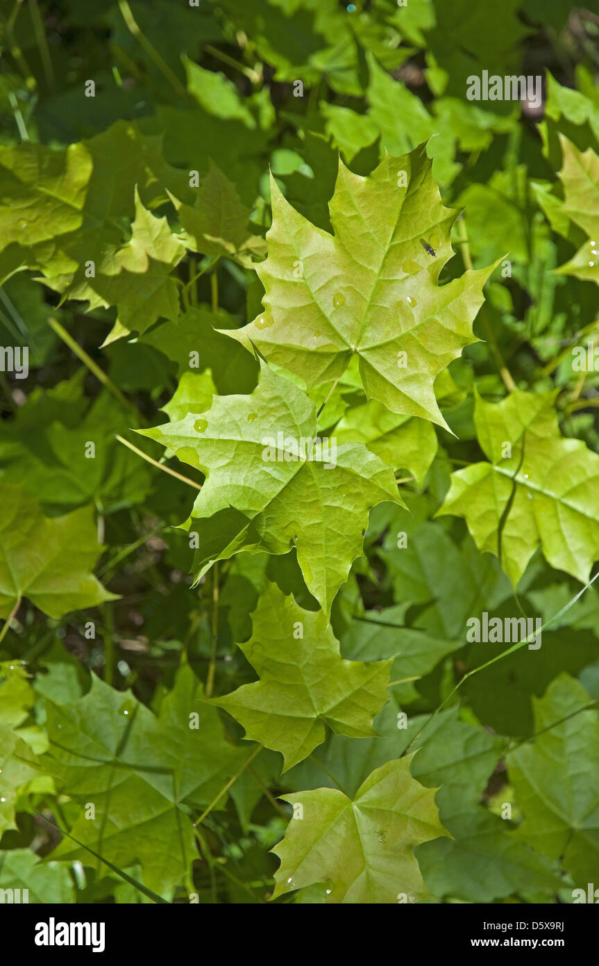 Ahorn tree hi-res stock photography and images - Alamy