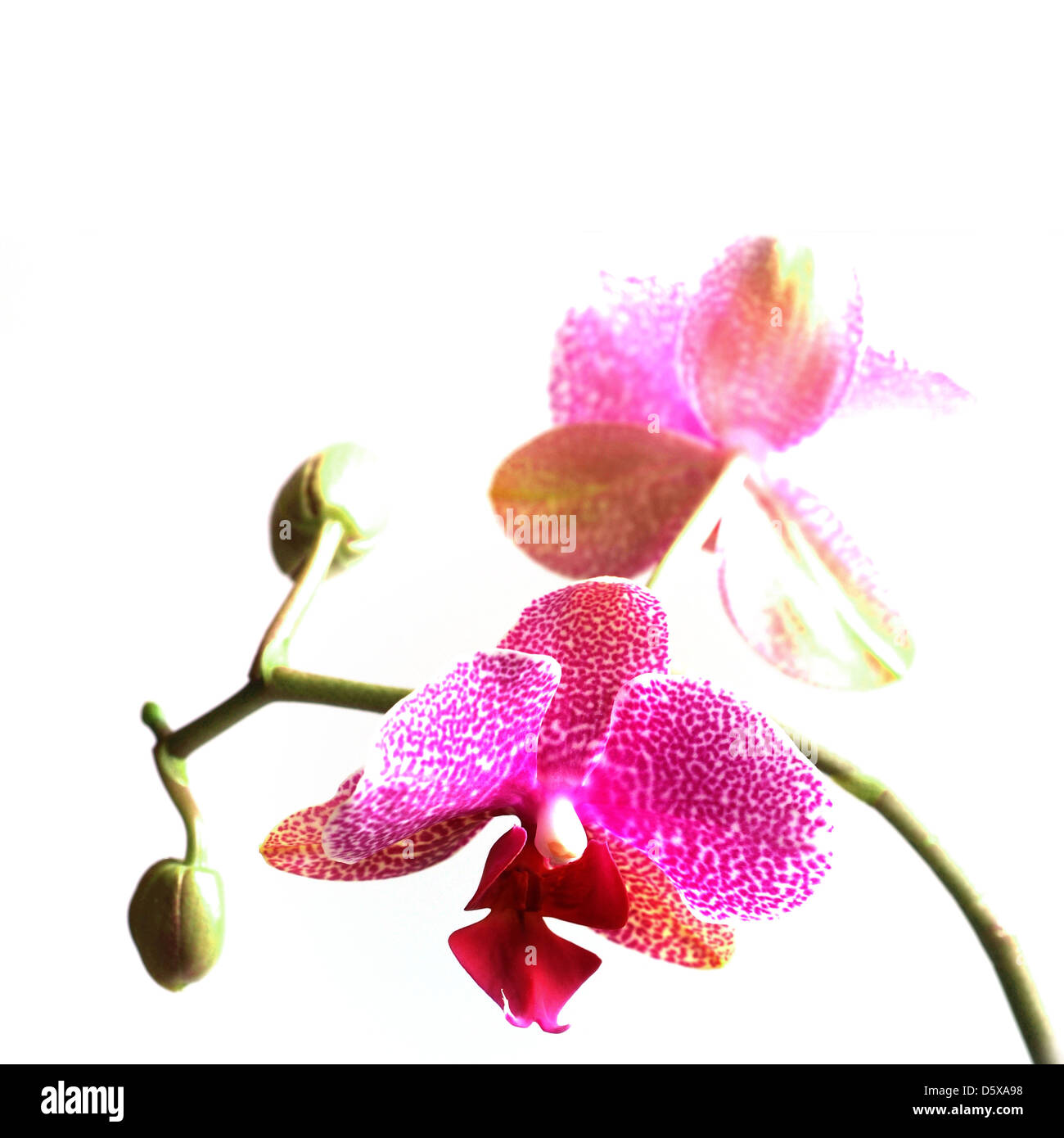 Orchideenzweig hi-res stock photography and images - Alamy