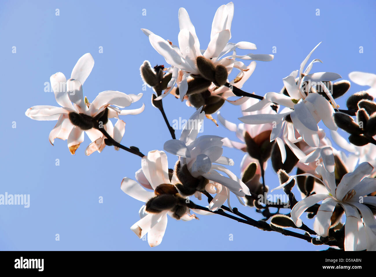 Magnolien strauch hi-res stock photography and images - Alamy