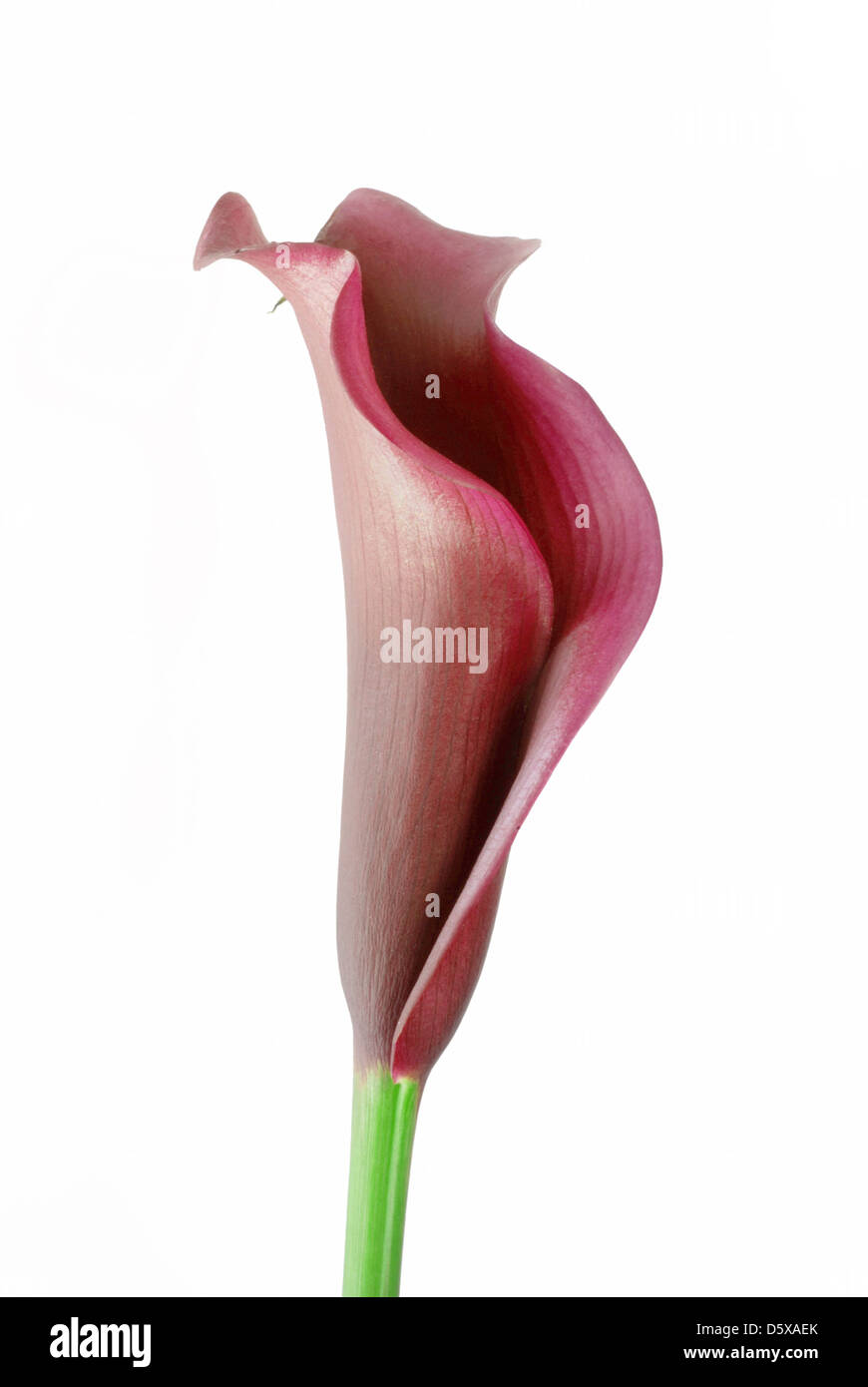 Calla Cut Out Stock Images & Pictures - Alamy