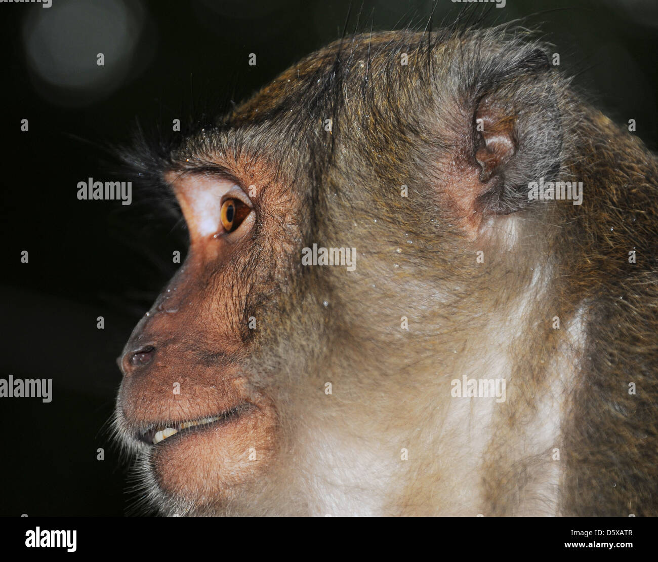 Close-up portrait of a monkey Stock Photo - Alamy