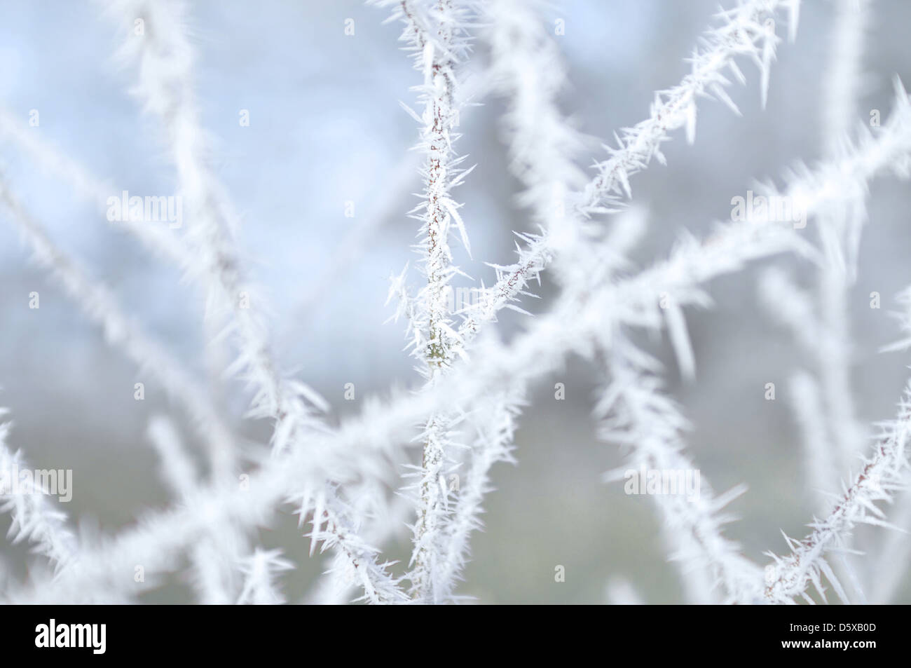 Raueis hi-res stock photography and images - Alamy