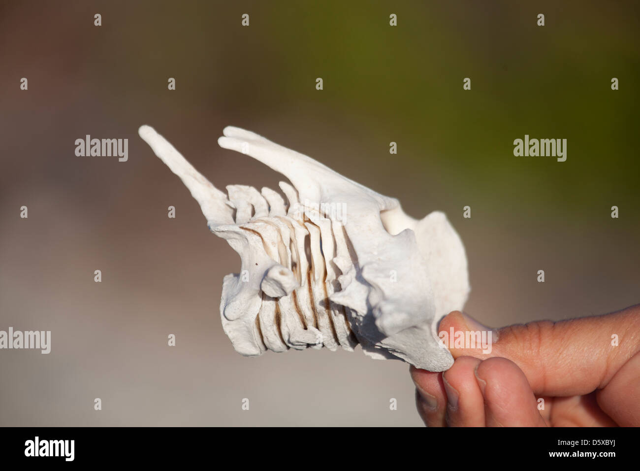 Vertebrae High Resolution Stock Photography and Images - Alamy