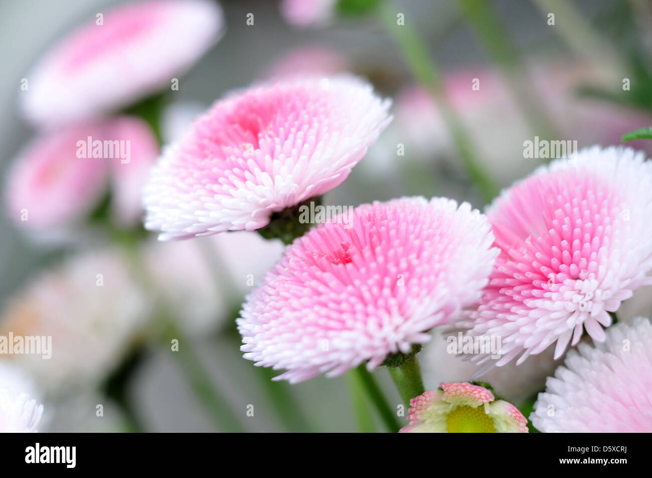 Bellis rosa hi-res stock photography and images - Alamy