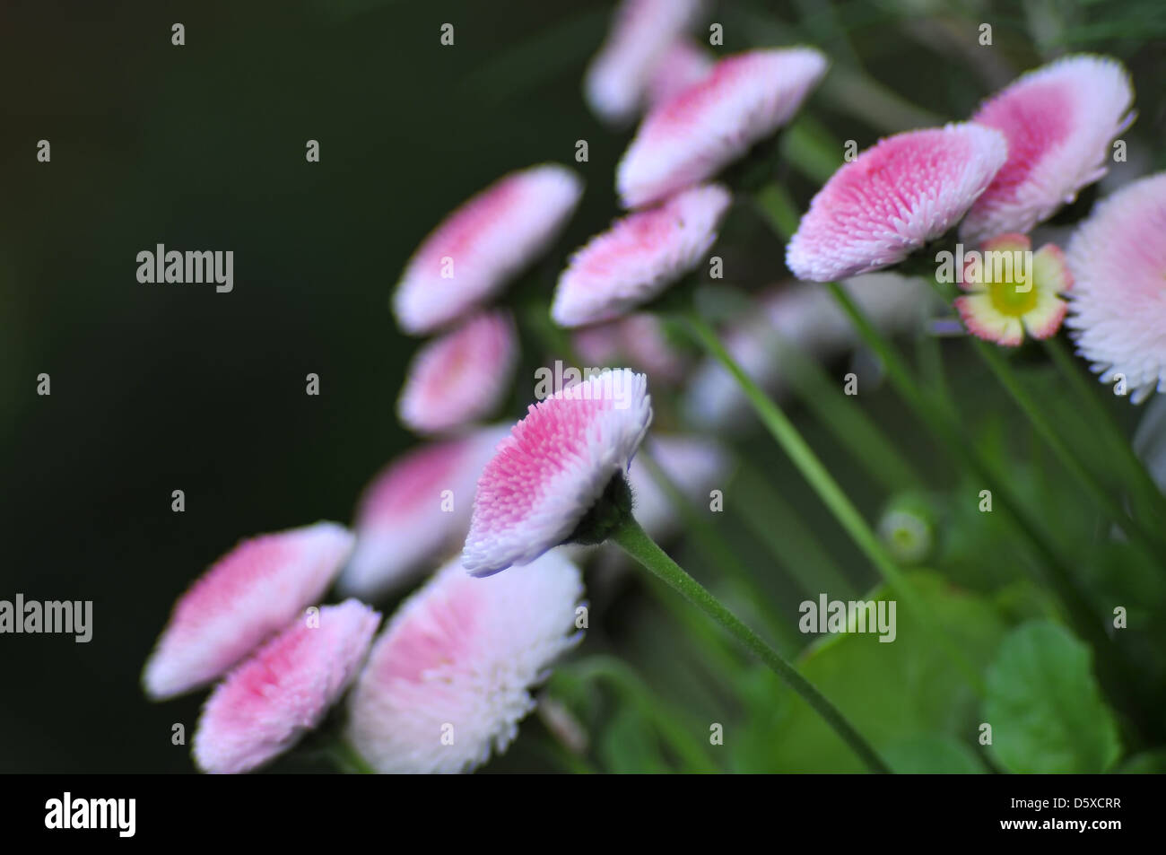 Bellis rosa hi-res stock photography and images - Alamy