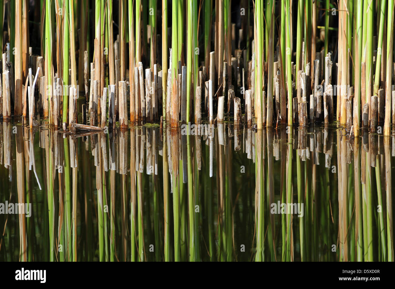 Rohricht hi-res stock photography and images - Alamy