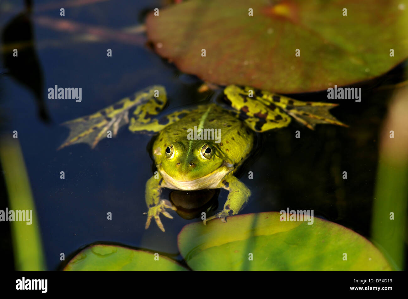 Frog pond hi-res stock photography and images - Alamy