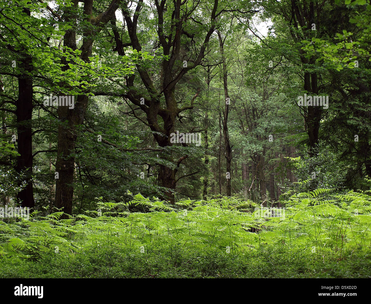 Deciduous Forest Rain