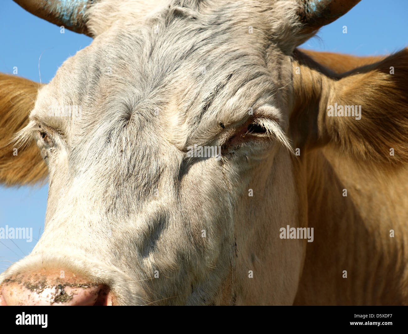 Vieh viehwirtschaft hi-res stock photography and images - Alamy