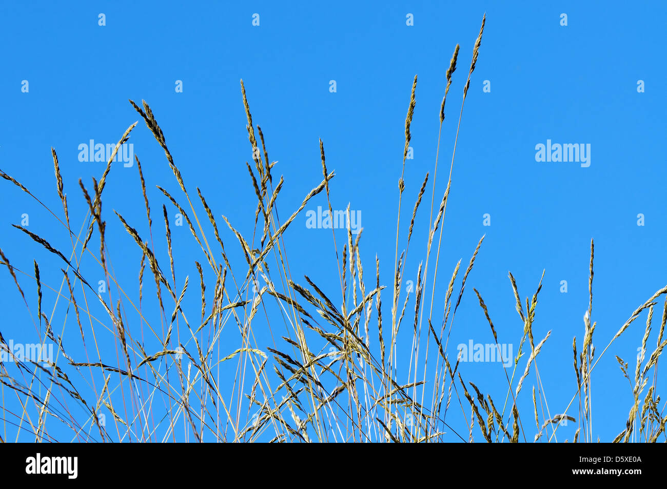 Grun grunpflanze hi-res stock photography and images - Alamy