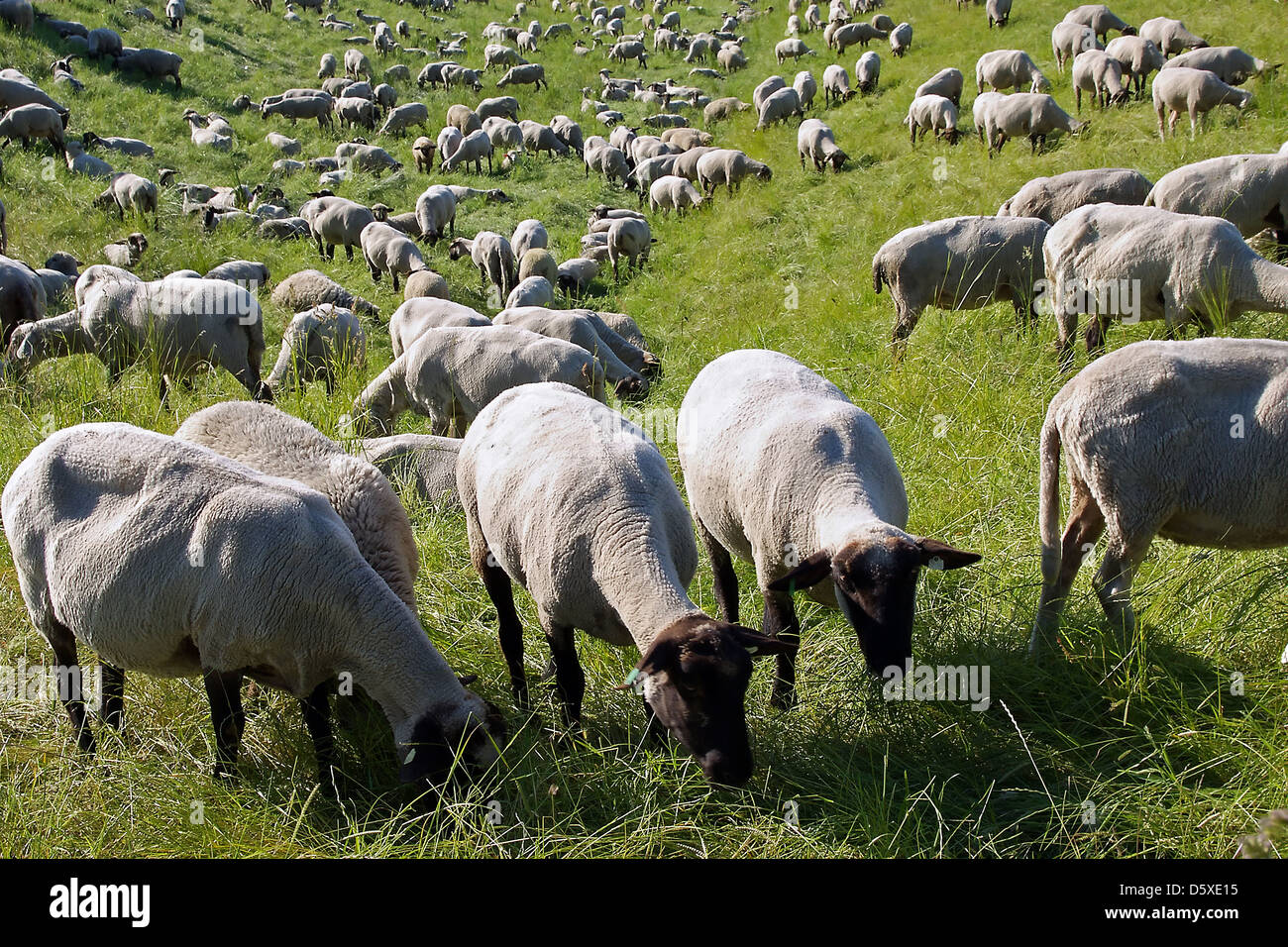 Flock of sheep Stock Photo - Alamy