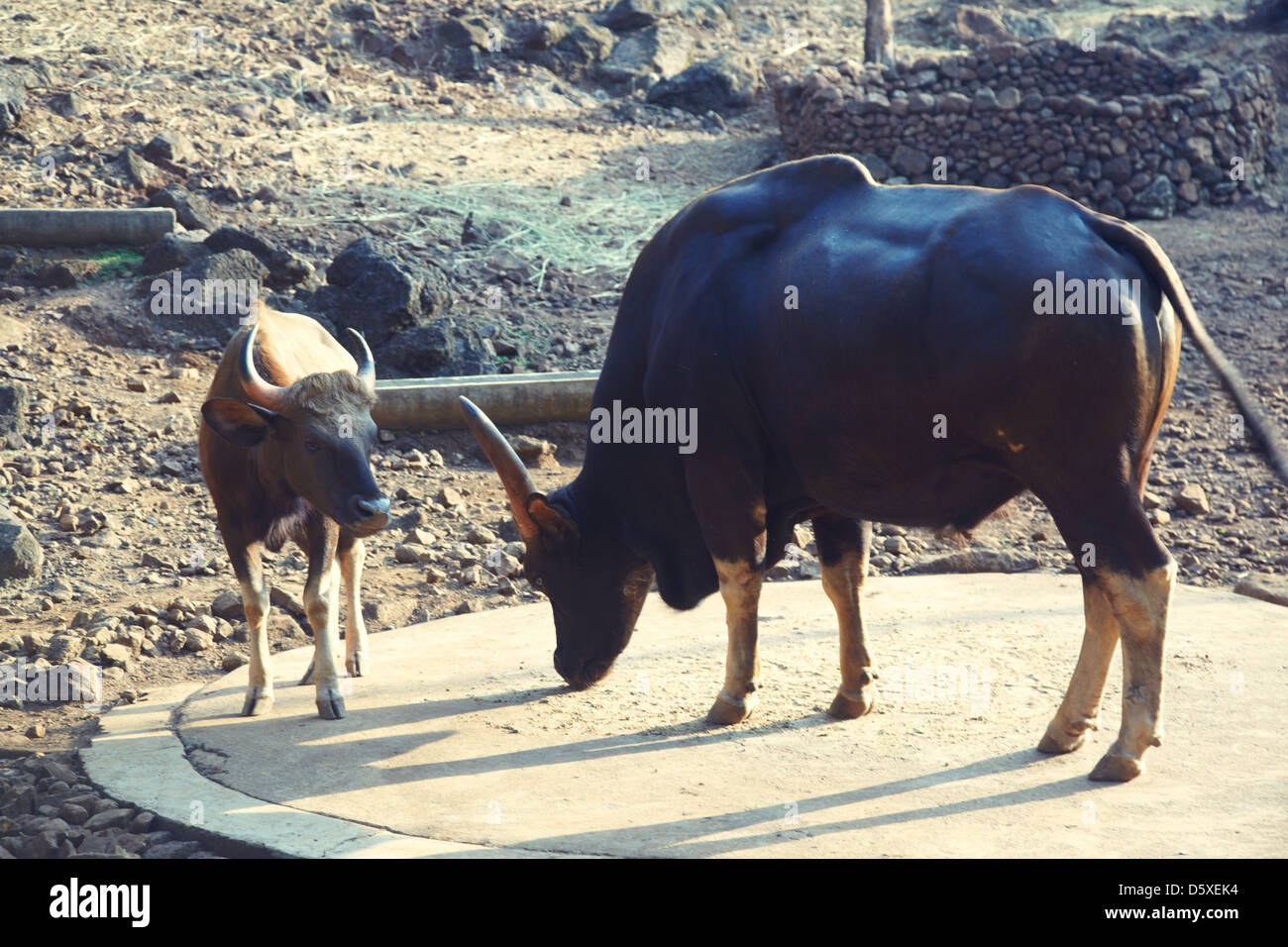 Two buffalo cows Stock Photo - Alamy