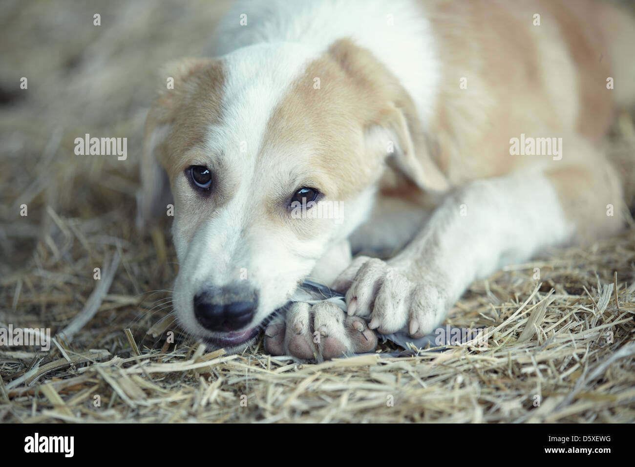 Young dog eating Stock Photo - Alamy