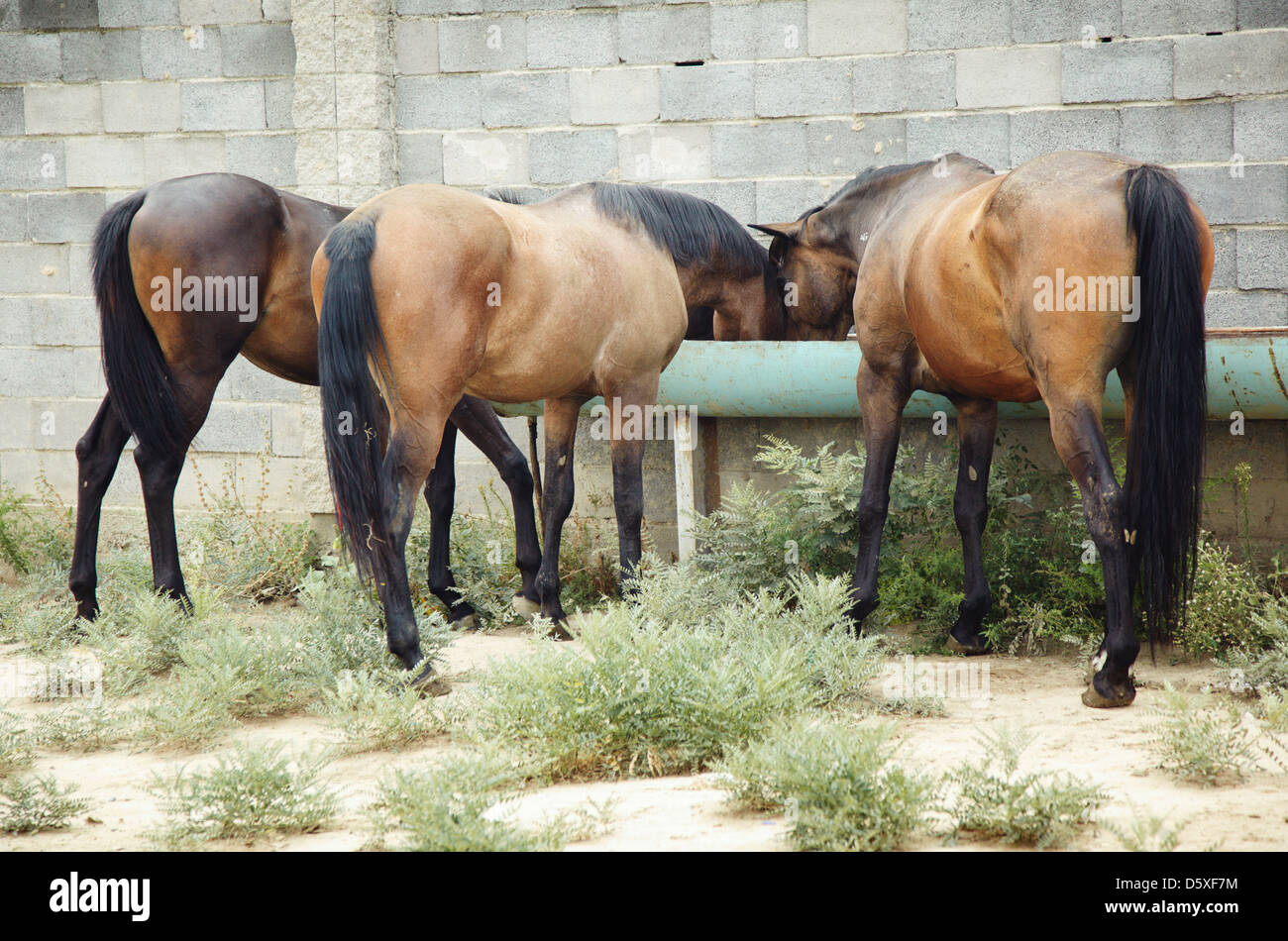 Wateri hi-res stock photography and images - Alamy