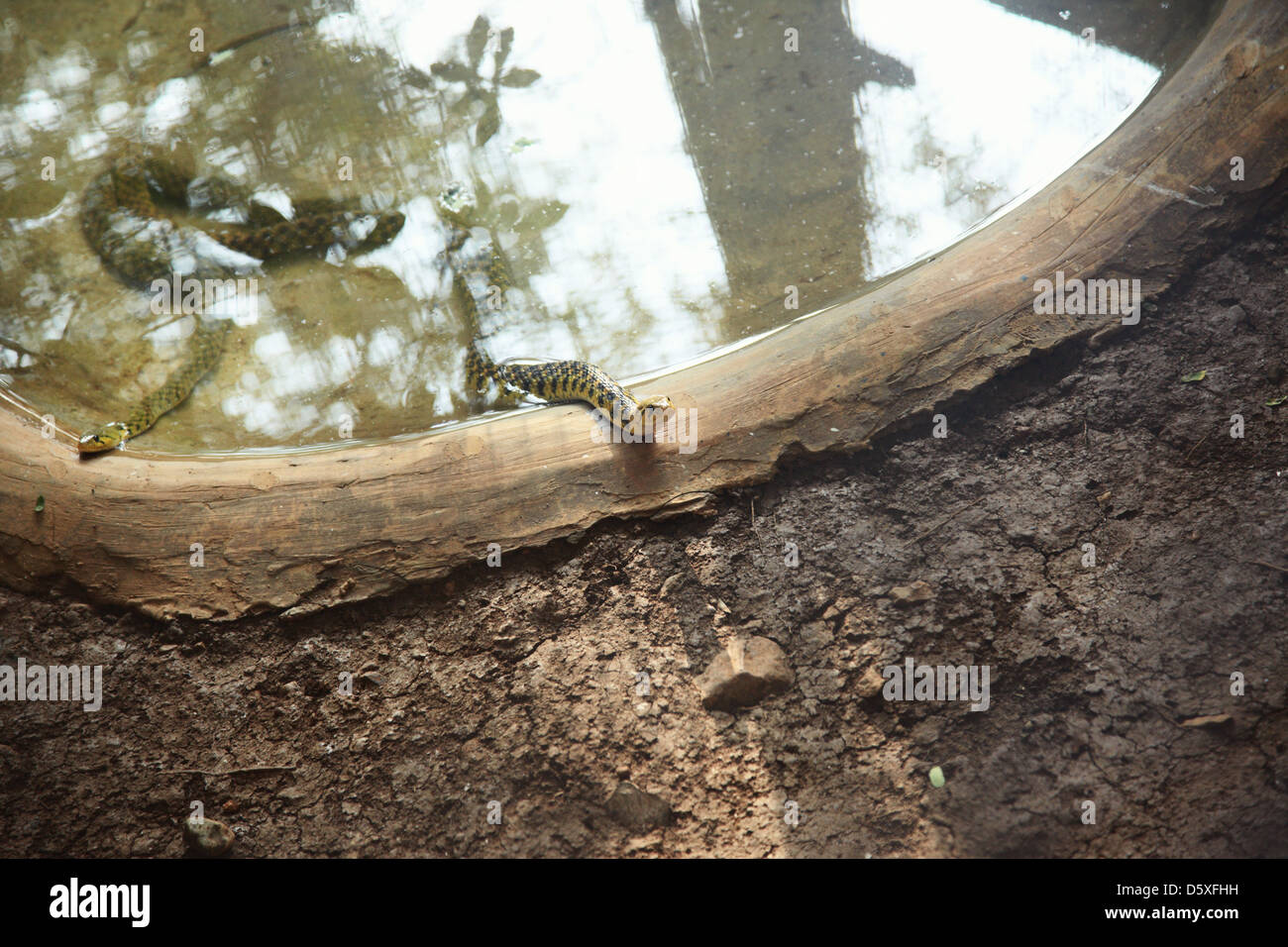 Snakes alive hi-res stock photography and images - Alamy