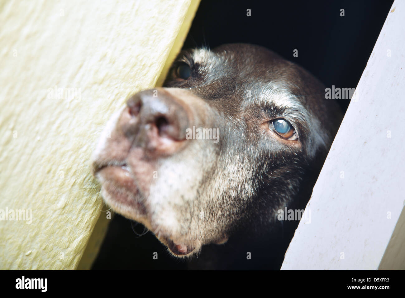 Dog in captivity Stock Photo - Alamy