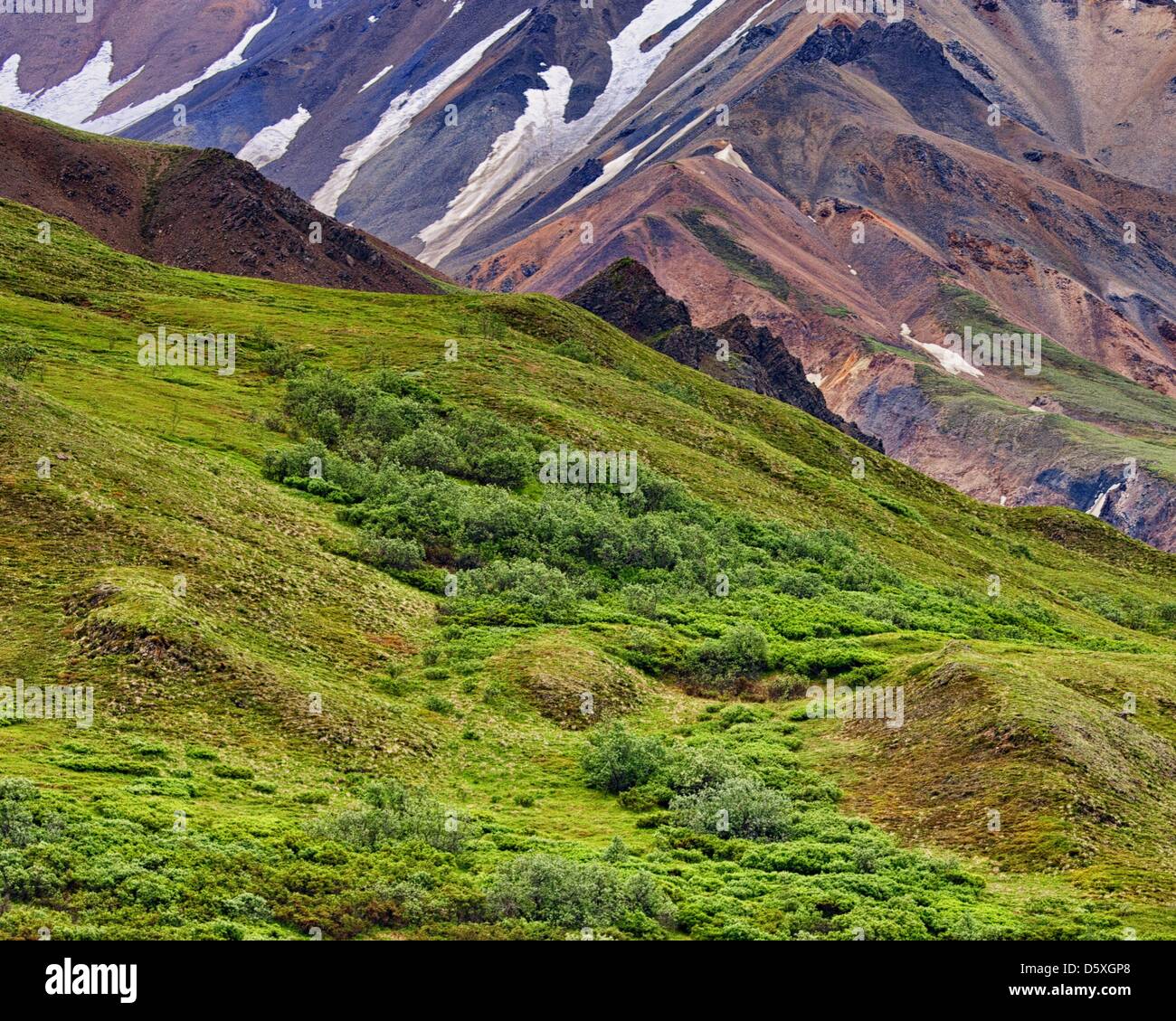 Dwarf shrubs hi-res stock photography and images - Alamy