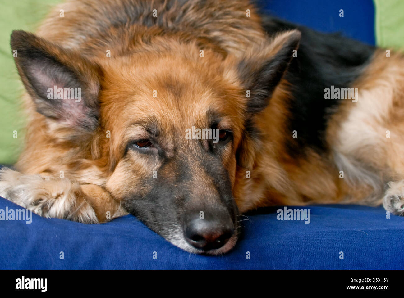 A Large Alsatian Dog Stock Photos & A Large Alsatian Dog Stock Images ...