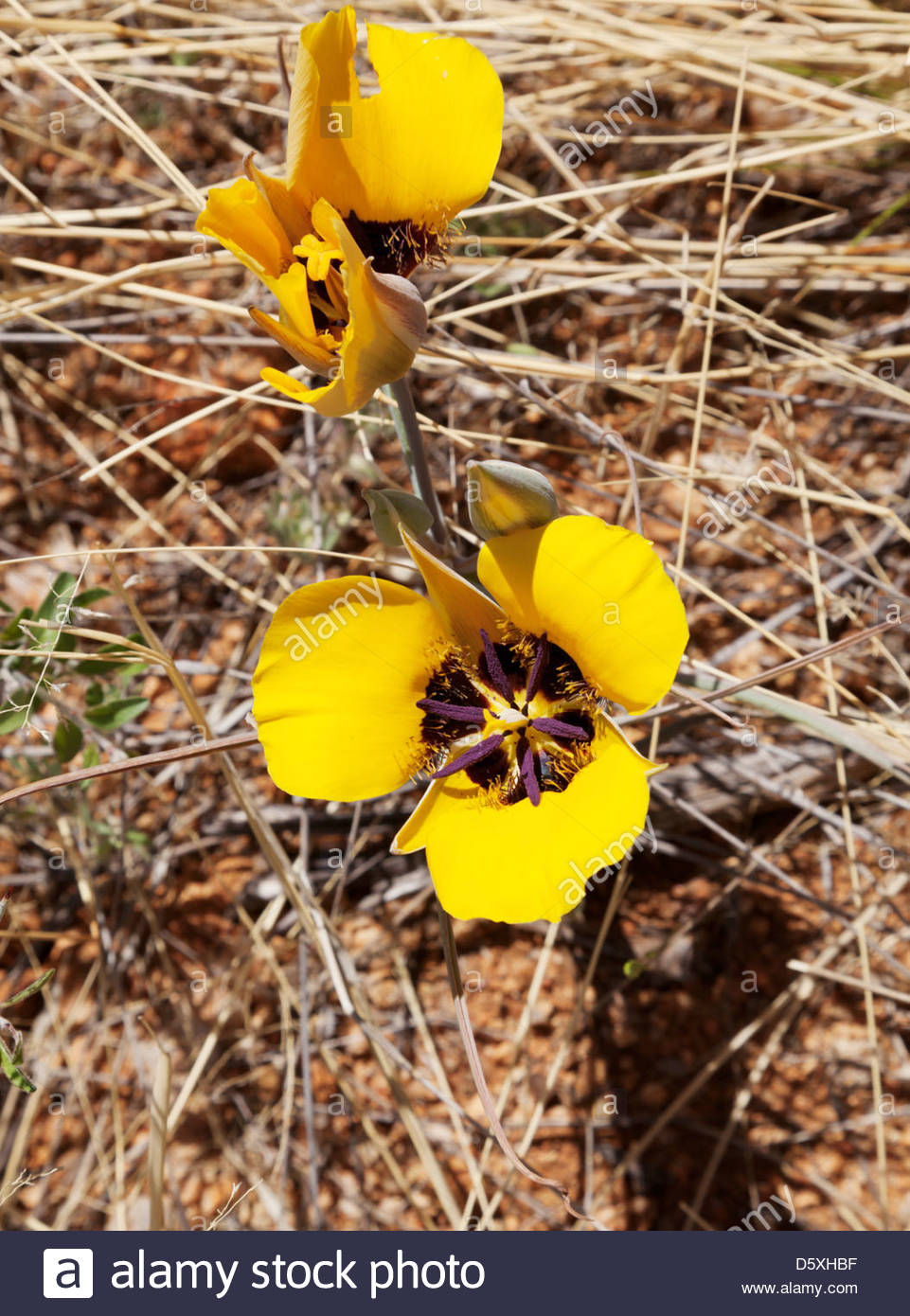 Calochortus High Resolution Stock Photography and Images - Alamy