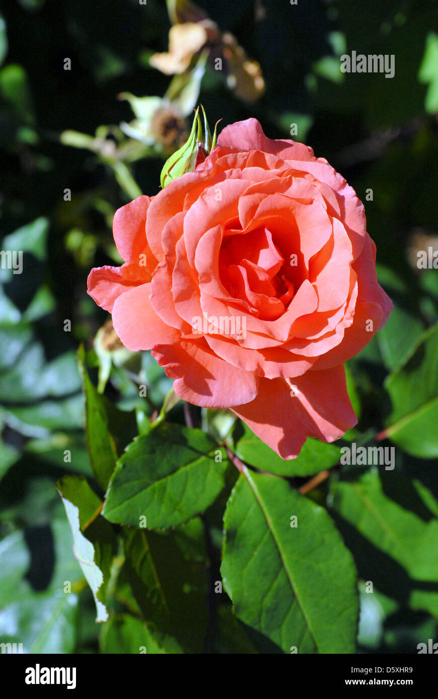 Rose 'Coral Cove' 'Coral Cove' Shrub Rose pink Stock Photo - Alamy