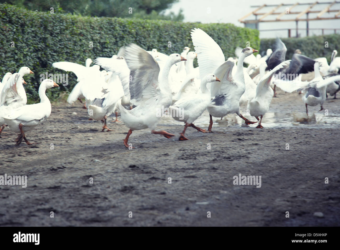 Animal group dynamics hi-res stock photography and images - Alamy