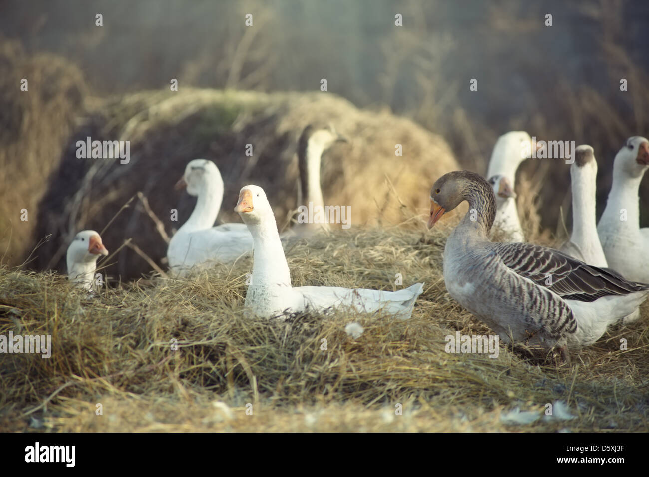 White ducks farm walk hi-res stock photography and images - Alamy