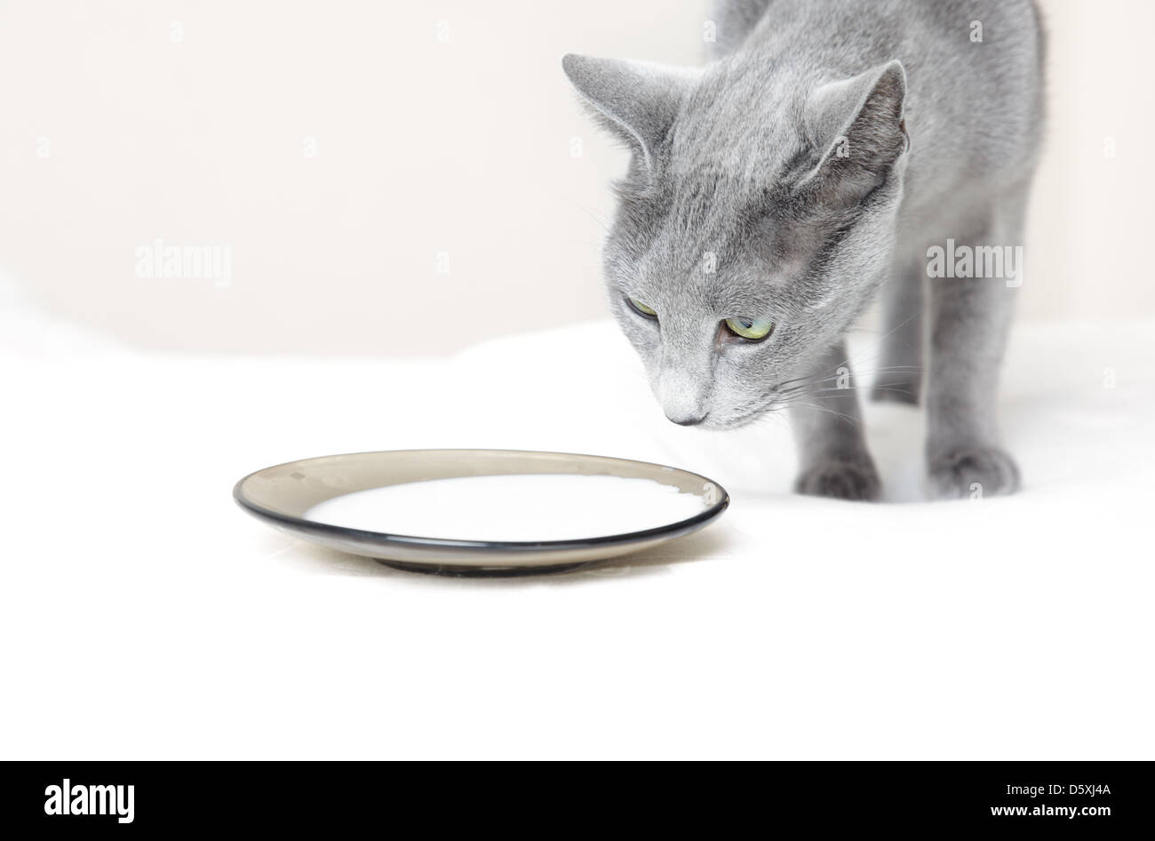 Cat and milk Stock Photo - Alamy