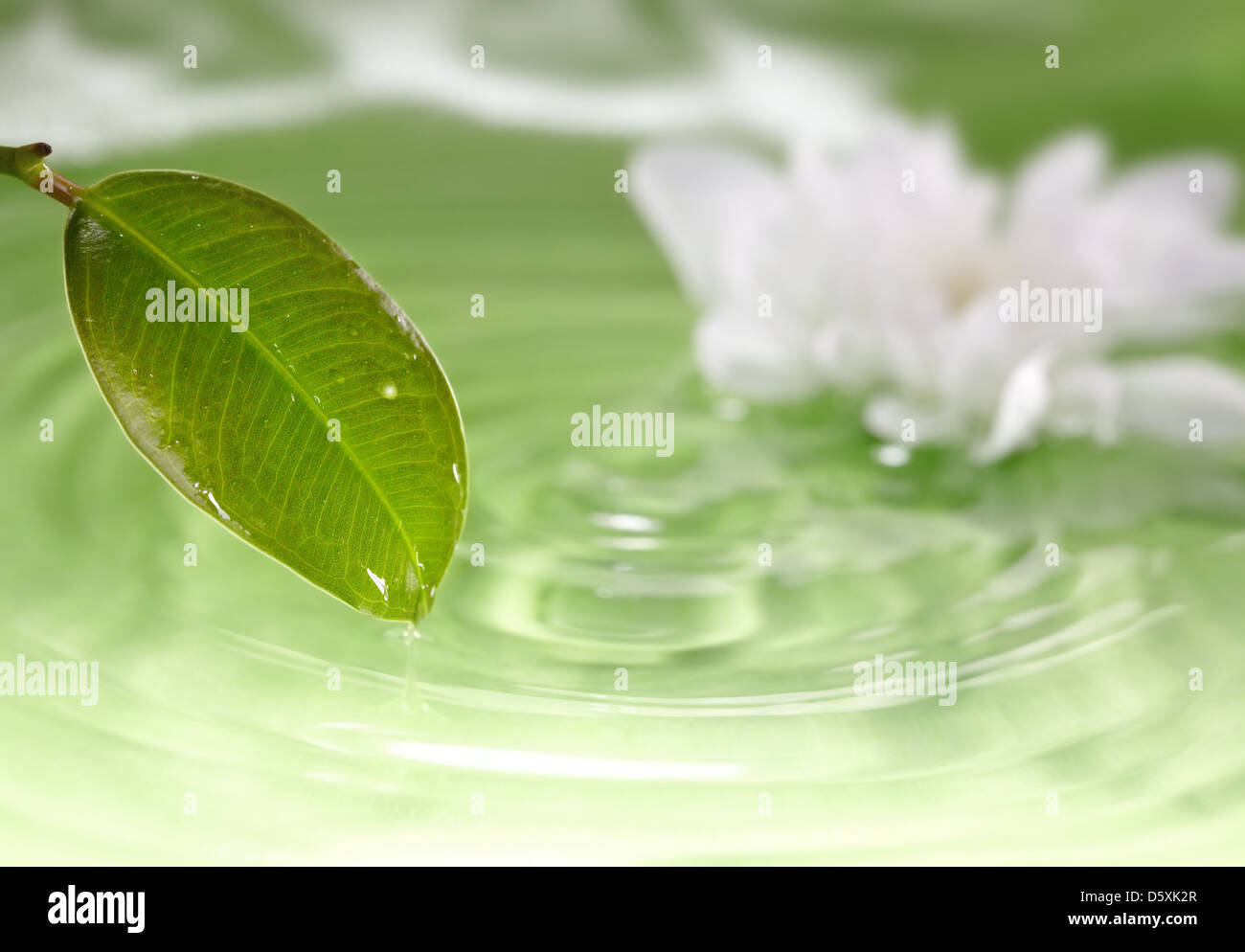 Leaf and water Stock Photo - Alamy